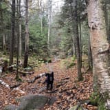 Cascade Brook Trail to Lonesome Lake, New Hampshire - 732 Reviews, Map ...