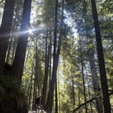 Tall Trees Grove Loop Trail, California - 2,045 Reviews, Map | AllTrails