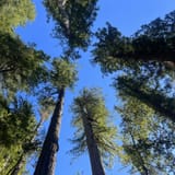 Tall Trees Grove Loop Trail, California - 2,045 Reviews, Map | AllTrails