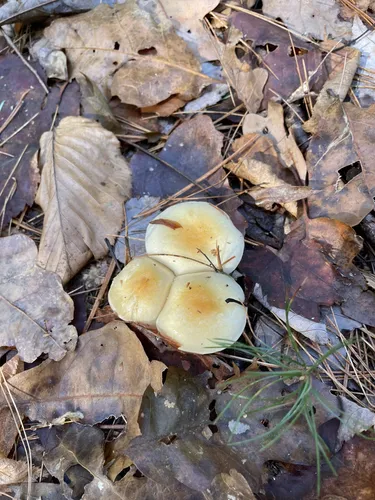 Best Hikes and Trails in Batchelder Mill | AllTrails