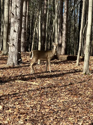 Best Hikes and Trails in Addison Oaks County Park | AllTrails