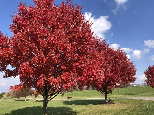 Best Hikes and Trails in Cousler Park | AllTrails