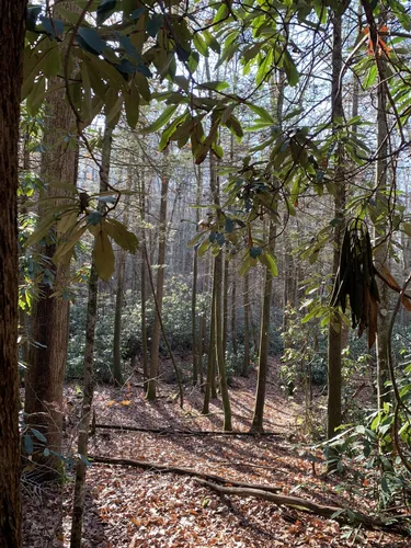 Best Forest Trails in Shady Spring | AllTrails