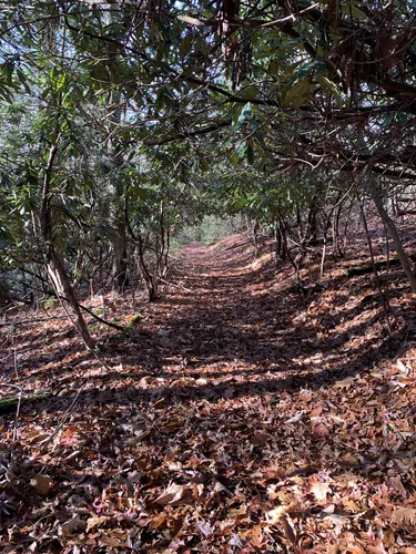 Best Forest Trails in Shady Spring | AllTrails