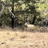 Campbell Mesa Loop, Arizona - 1,245 Reviews, Map | AllTrails