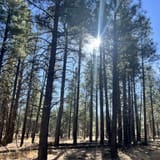 Campbell Mesa Loop, Arizona - 1,245 Reviews, Map | AllTrails