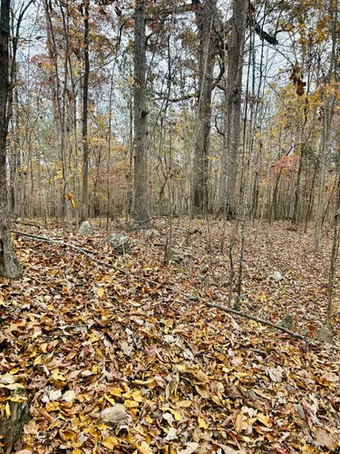 Best Hikes and Trails in Brumley Nature Preserve | AllTrails