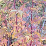 East Fork Carson River Hot Springs via Leviathan Mine Road, Nevada - 46 ...