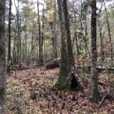 Wild Azalea Trail, Louisiana - 290 Reviews, Map | AllTrails