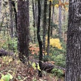 Wild Azalea Trail, Louisiana - 290 Reviews, Map | AllTrails