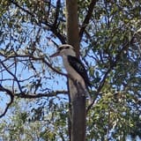 Mount Coot-tha Simpsons Falls Circuit, Queensland, Australia - 241 ...