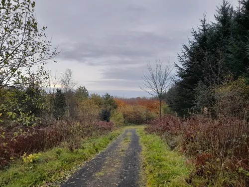 Best Hikes and Trails in Garvagh Forest | AllTrails