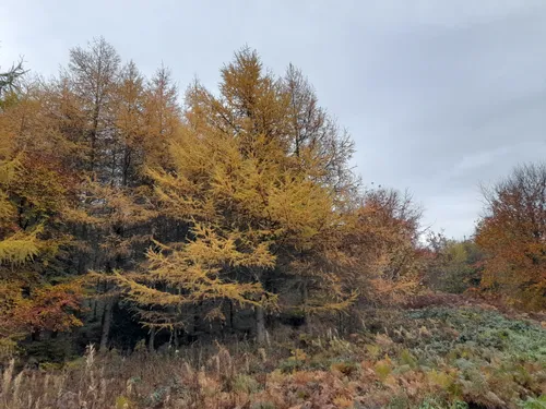 Best Hikes and Trails in Garvagh Forest | AllTrails