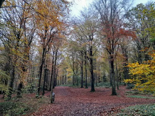 Best Hikes and Trails in Garvagh Forest | AllTrails