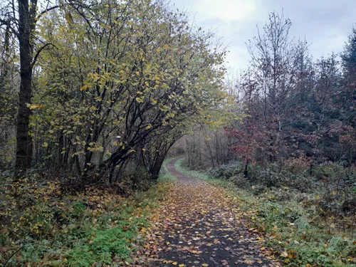 Best Hikes and Trails in Garvagh Forest | AllTrails