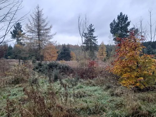 Best Hikes and Trails in Garvagh Forest | AllTrails