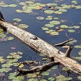 Windham Rail Trail, New Hampshire - 1,310 Reviews, Map | AllTrails