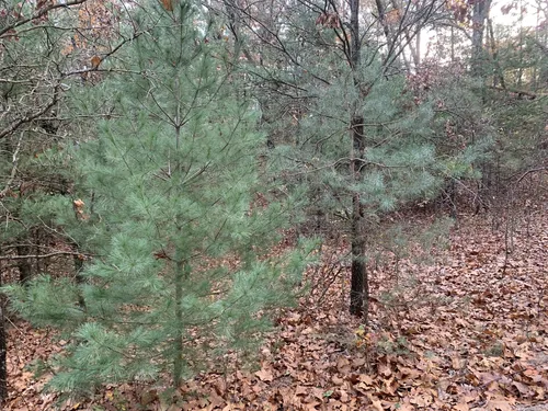 Best Hikes and Trails in Sand Ridge State Forest | AllTrails