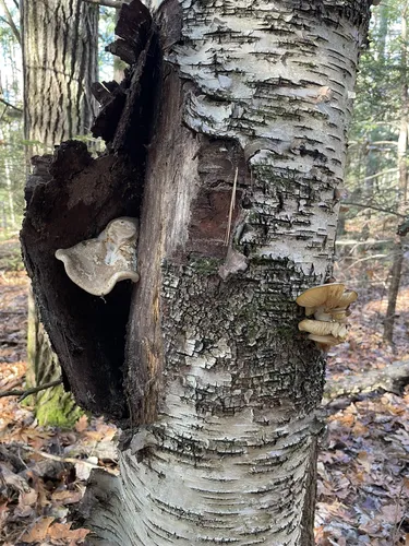 Best Hikes and Trails in Batchelder Mill | AllTrails