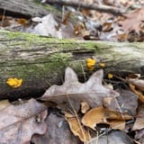 Shetucket River Ridge Trail, Connecticut - 309 Reviews, Map | AllTrails