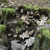 Shetucket River Ridge Trail, Connecticut - 326 Reviews, Map | AllTrails