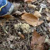 Shetucket River Ridge Trail, Connecticut - 326 Reviews, Map | AllTrails