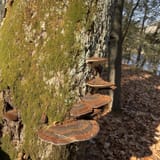 Shetucket River Ridge Trail, Connecticut - 326 Reviews, Map | AllTrails