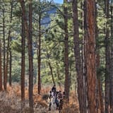 Columbine Trail, Colorado - 1,874 Reviews, Map | AllTrails