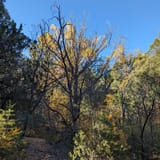 Carlito Springs Loop, New Mexico - 462 Reviews, Map | AllTrails