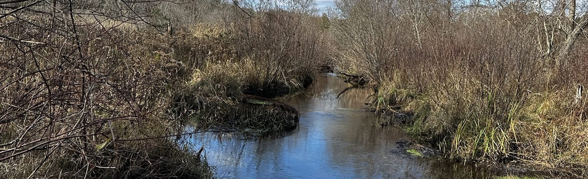 Cold Harbor Trail Walk, Massachusetts - 236 Reviews, Map | AllTrails