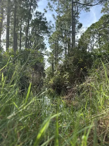 Best Hikes and Trails in Indrio Savannahs Preserve | AllTrails