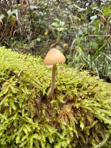 Best Hikes and Trails in Hendricks Park | AllTrails