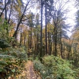 Forest Park Ridge Trail, Oregon - 1,175 Reviews, Map | AllTrails
