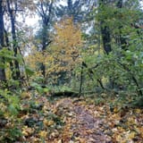 Forest Park Ridge Trail, Oregon - 1,175 Reviews, Map | AllTrails