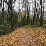 Forest Park Ridge Trail, Oregon - 1,175 Reviews, Map | AllTrails