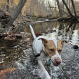 Bonner Park Loop, Pennsylvania - 305 Reviews, Map | AllTrails