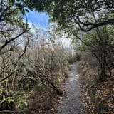 Sam Knob Trail, North Carolina - 1,355 Reviews, Map | AllTrails