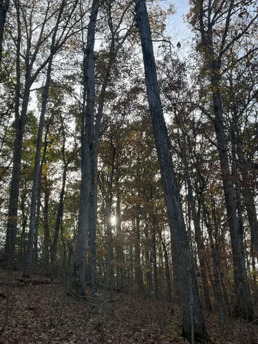 Best Hikes and Trails in Kenlake State Resort Park | AllTrails