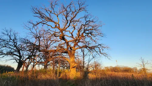 Best Hikes and Trails in Wolf Oak Woods Preserve | AllTrails