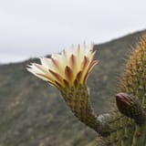 Cerro Mauco, Valparaíso, Chile - 120 Reviews, Map | AllTrails