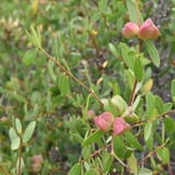 Cerro Mauco, Valparaíso, Chile - 100 Reviews, Map | AllTrails