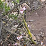 Cerro Mauco, Valparaíso, Chile - 101 Reviews, Map | AllTrails