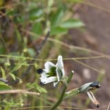 Cerro Mauco, Valparaíso, Chile - 101 Reviews, Map | AllTrails