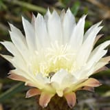 Cerro Mauco, Valparaíso, Chile - 120 Reviews, Map | AllTrails