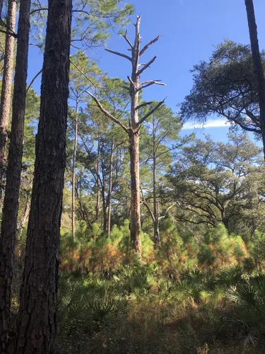 Green Swamp Wildlife Management Area: de beste routes om te wandelen ...