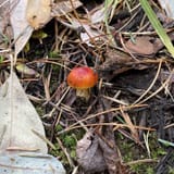 Mount Kit Carson Loop Road, Trail 140 and Trail 110 Loop, Washington ...