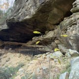 Silvermine Arch via Rough Trail, Kentucky - 120 Reviews, Map | AllTrails