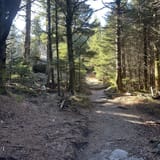 Mount Mitchell Trail, North Carolina - 2,309 Reviews, Map | AllTrails