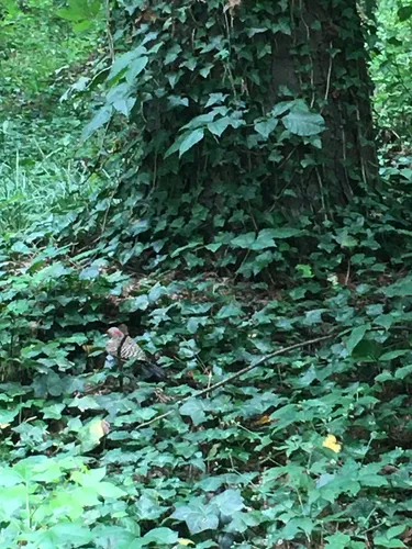 Best Hikes and Trails in Best Friend Park | AllTrails