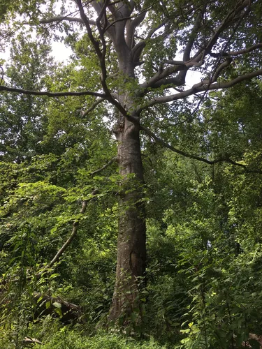 Best Hikes and Trails in Best Friend Park | AllTrails